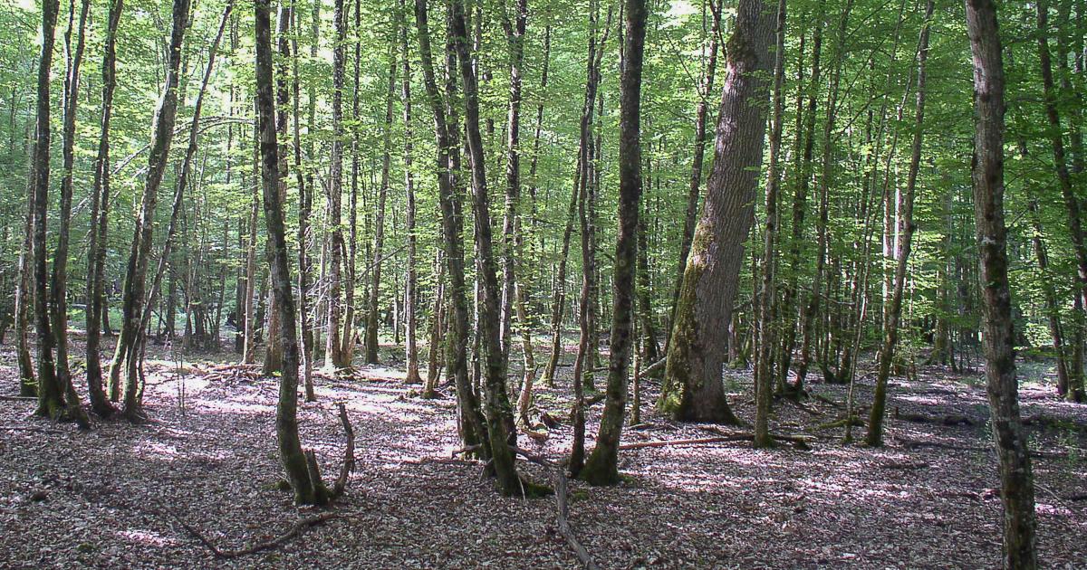 Réunion - Comment améliorer mes taillis et taillis avec réserves ? C